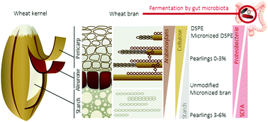 Modification of wheat bran particle size and tissue composition affects ...