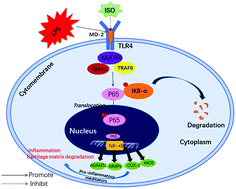 Isofraxidin targets the TLR4/MD-2 axis to prevent osteoarthritis ...