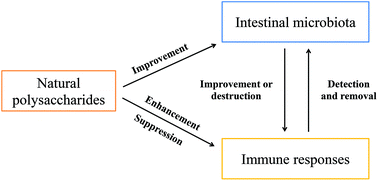 The impacts of natural polysaccharides on intestinal microbiota and ...