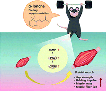 α-Ionone attenuates high-fat diet-induced skeletal muscle wasting in ...