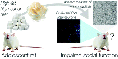 A high-fat high-sugar diet in adolescent rats impairs social memory and ...