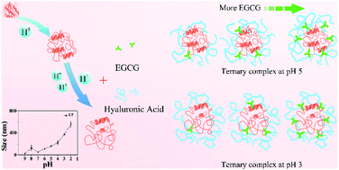 Fabrication and characterization of functional protein–polysaccharide ...