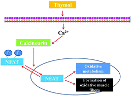 Ca2+-Calcineurin-NFAT pathway mediates the effect of thymol on ...