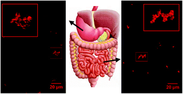 Simulated gastrointestinal digestion of inclusion complexes based on ...