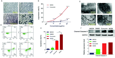 A curcumin derivative, WZ35, suppresses hepatocellular cancer cell ...