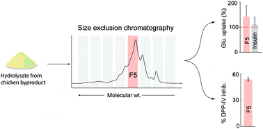 Peptides from chicken processing by-product inhibit DPP-IV and promote ...
