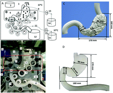 An advanced near real dynamic in vitro human stomach system to study ...
