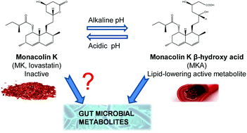 Re-examining the role of the gut microbiota in the conversion of the lipid-lowering statin ...