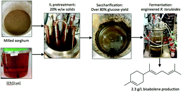 Demonstrating a separation-free process coupling ionic liquid ...
