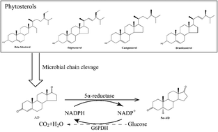 Production of 5α-androstene-3,17-dione from phytosterols by co ...