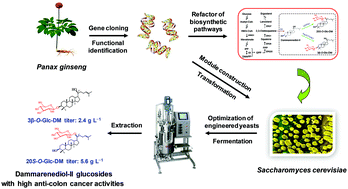 Microbial Cell Factories Cell Factory Research Team | RIKEN Biomass