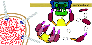 Single-molecule tracking in live Yersinia enterocolitica reveals ...