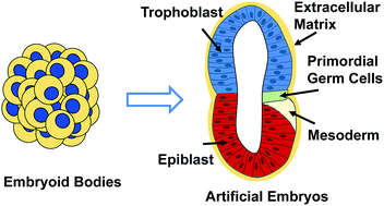 Teratogen screening with human pluripotent stem cells - Integrative ...