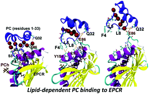 Phosphatidylcholine in the groove of endothelial cell protein C ...