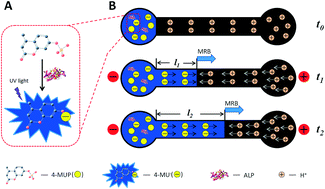 iPhone-imaged and cell-powered electrophoresis titration chip for the ...