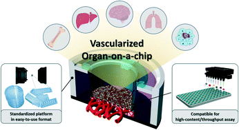 Microfluidic-based vascularized microphysiological systems - Lab on a ...