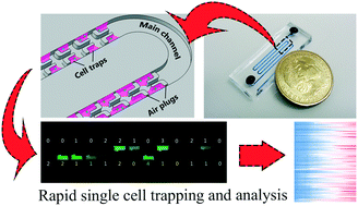 Static droplet array for culturing single live adherent cells in an ...