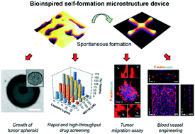 Facilitating tumor spheroid-based bioassays and in vitro blood vessel ...