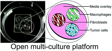 Open multi-culture platform for simple and flexible study of multi-cell ...