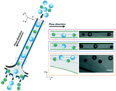 Size-based sorting of hydrogel droplets using inertial microfluidics - Lab on a Chip (RSC ...