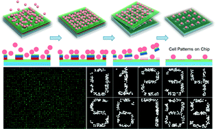 Lift-off cell lithography for cell patterning with clean background ...