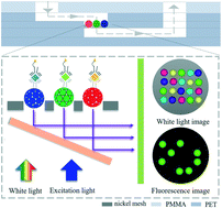 Low cost 3D microfluidic chips for multiplex protein detection based on photonic crystal beads ...