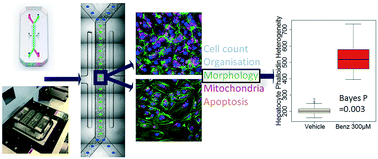 Introducing an automated high content confocal imaging approach for ...
