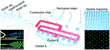 A microfluidic platform for the characterisation of membrane active ...