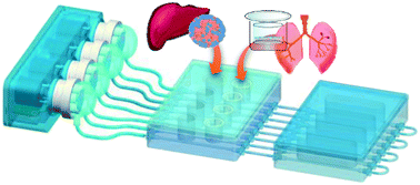 A lung/liver-on-a-chip platform for acute and chronic toxicity studies ...