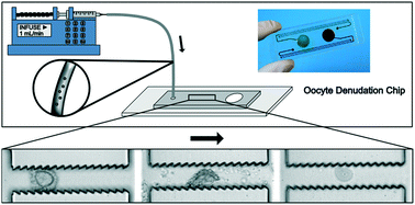 On-chip oocyte denudation from cumulus–oocyte complexes for assisted reproductive therapy - Lab ...