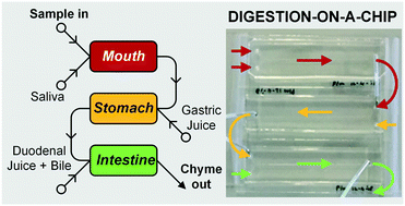 Digestion-on-a-chip: a continuous-flow modular microsystem recreating ...