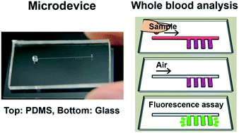 Development of a microdevice for facile analysis of theophylline in ...
