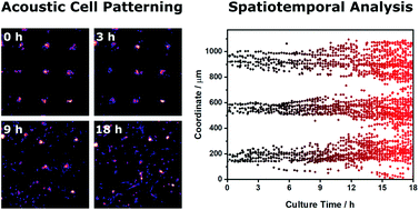 Spatiotemporal quantification of acoustic cell patterning using Voronoï ...