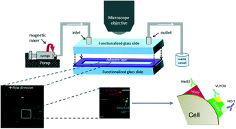 Tumor cell capture from blood by flowing across antibody-coated ...