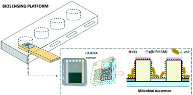 3D impedimetric sensors as a tool for monitoring bacterial response to ...