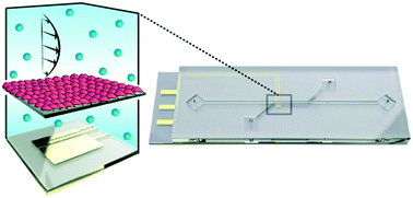 Microfluidic assay for the on-chip electrochemical measurement of cell ...