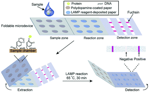 A foldable isothermal amplification microdevice for fuchsin-based ...