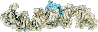 Targeting miRNA by tunable small molecule binders: peptidic aminosugar ...
