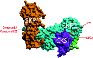 Chemical probes of Skp2-mediated p27 ubiquitylation and degradation - MedChemComm (RSC Publishing)