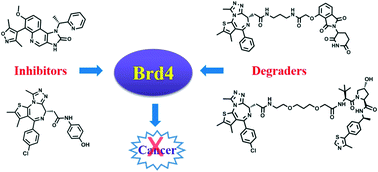 Targeting Brd4 for cancer therapy: inhibitors and degraders ...