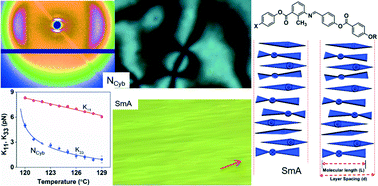 Influence of terminal halogen moieties on the phase structure of short ...
