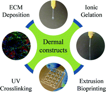 A single-component hydrogel bioink for bioprinting of bioengineered 3D ...
