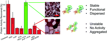 Ice-recrystallization inhibiting polymers protect proteins against ...