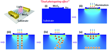 A substrate-enhanced MoS2 photodetector through a dual-photogating ...