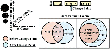 Statistical analysis of multi-dimensional, temporal gene expression of ...
