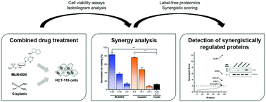 Systematic analysis of synergistic proteome modulations in a drug ...