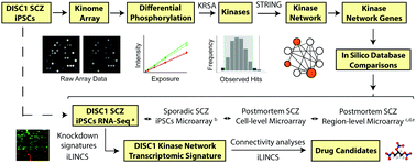 Kinase network dysregulation in a human induced pluripotent stem cell ...