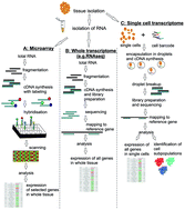 Transcriptomics in pain research: insights from new and old ...