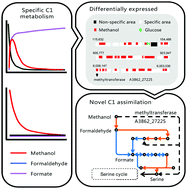 Comparative genomics and transcriptomics insights into the C1 metabolic ...