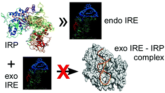 The iron regulatory proteins are defective in repressing translation ...
